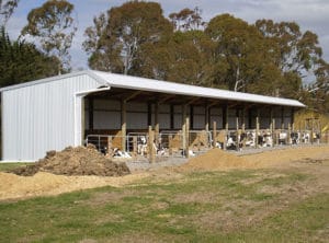 Calf Rearing Sheds NZ | Turton Farm Supplies
